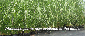 Vetiver Systems | Natural permanent erosion control