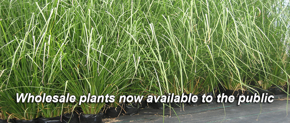 Vetiver Systems | Natural permanent erosion control